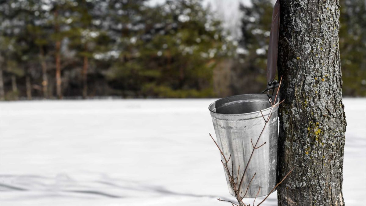Maple Syrup Making Resources and Delicious Food Recipes