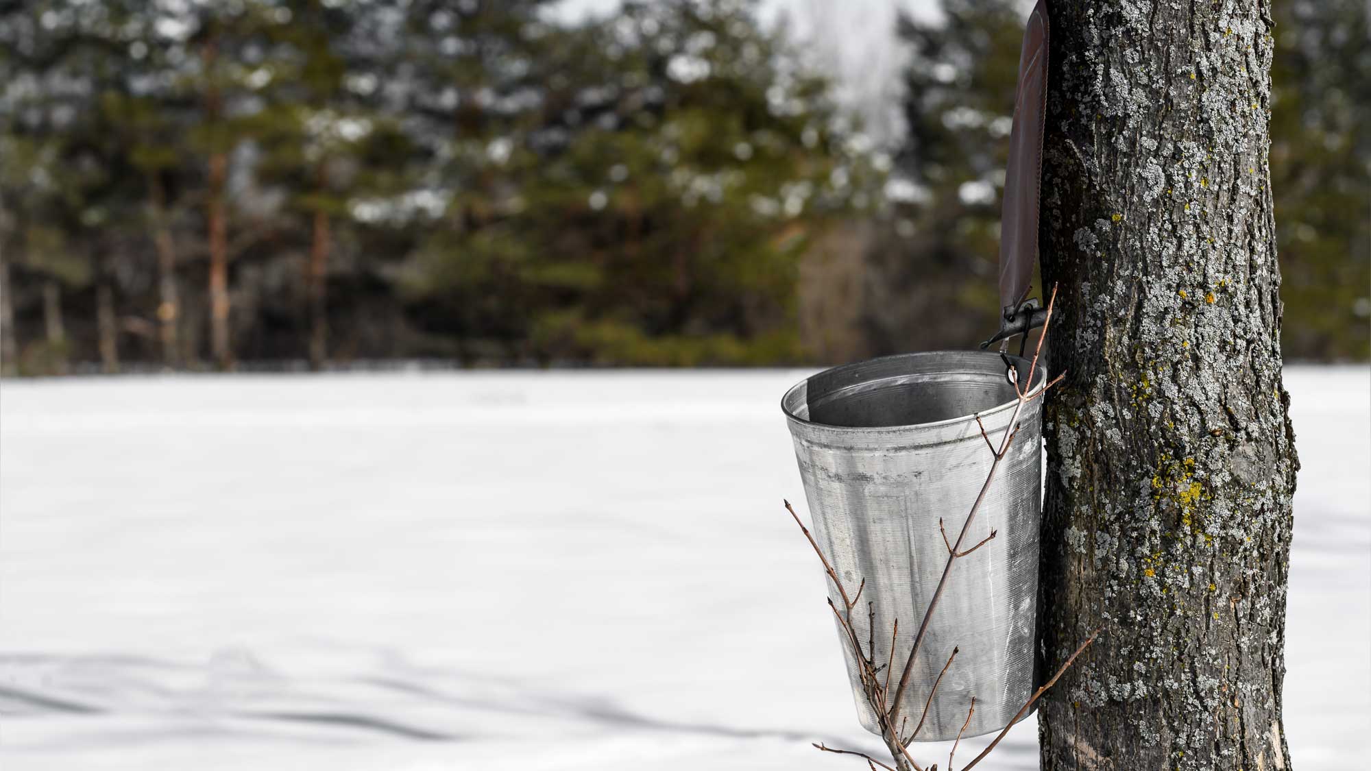 Maple Syrup Making Resources and Delicious Food Recipes