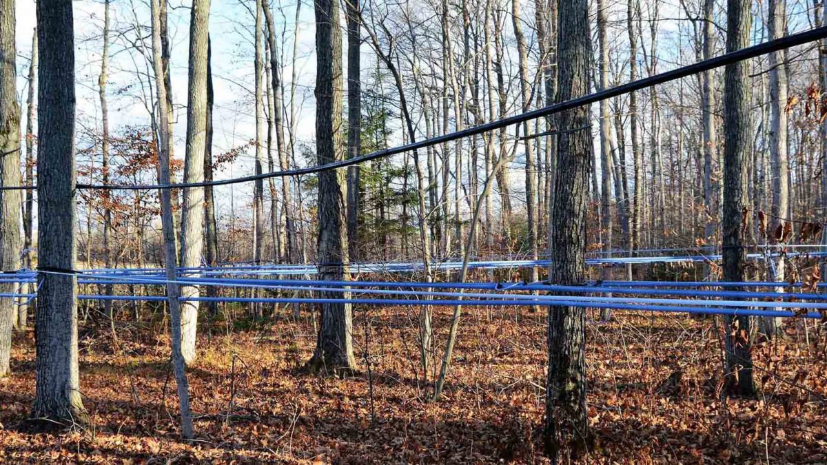 The Complete Beginners' Guide to Making Maple Syrup