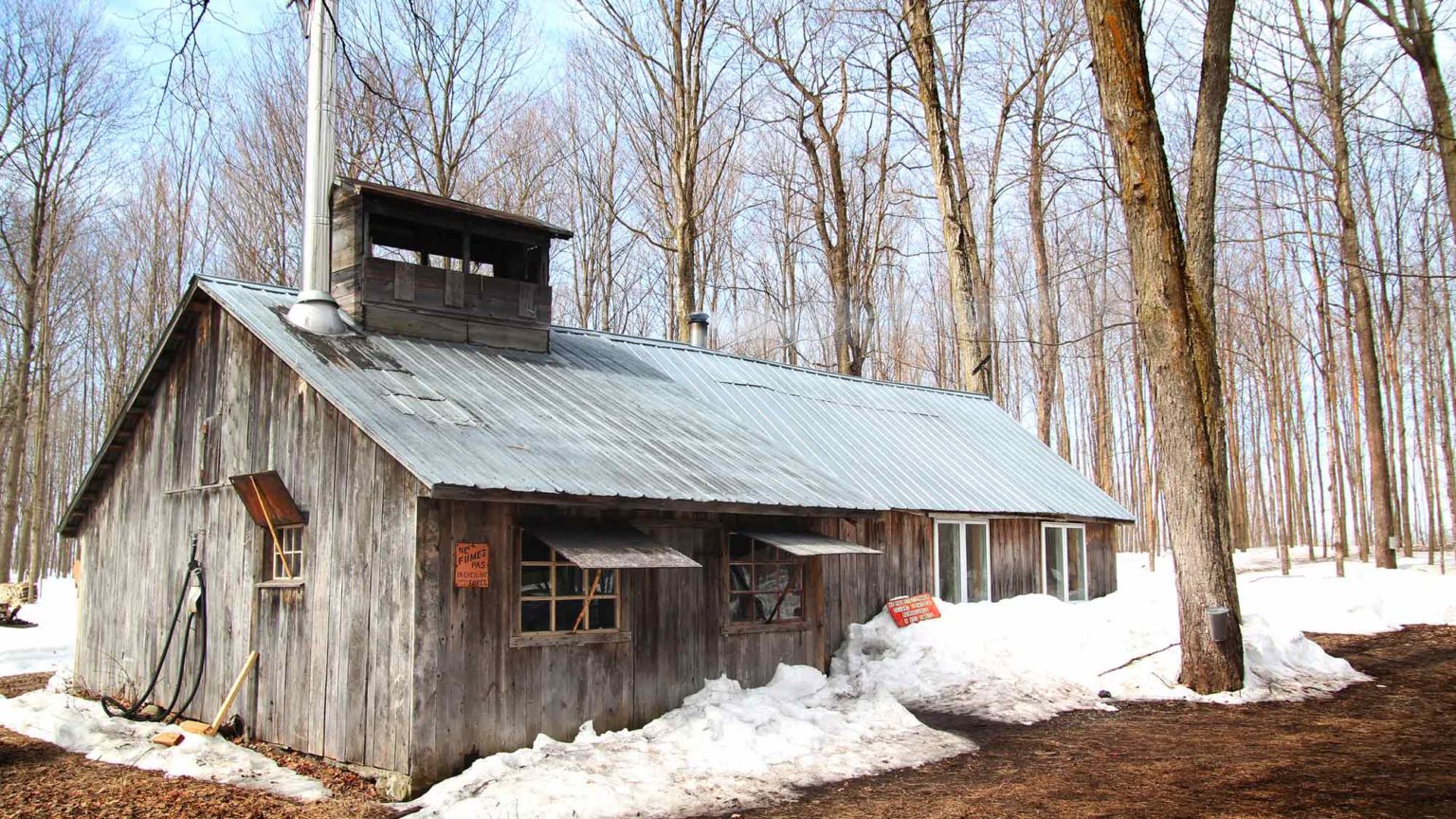The Complete Beginners' Guide to Making Maple Syrup